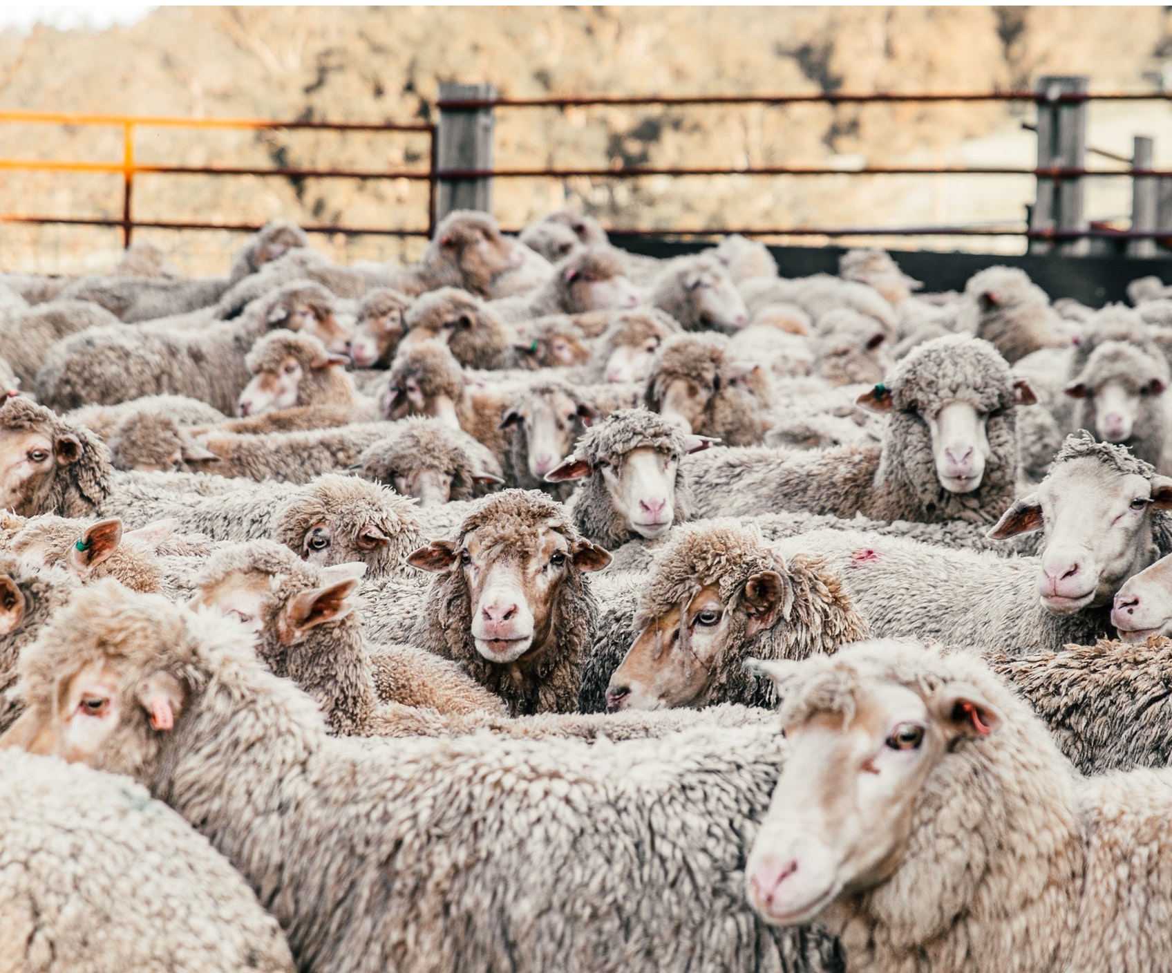 aid al kebir - Mouton Aid